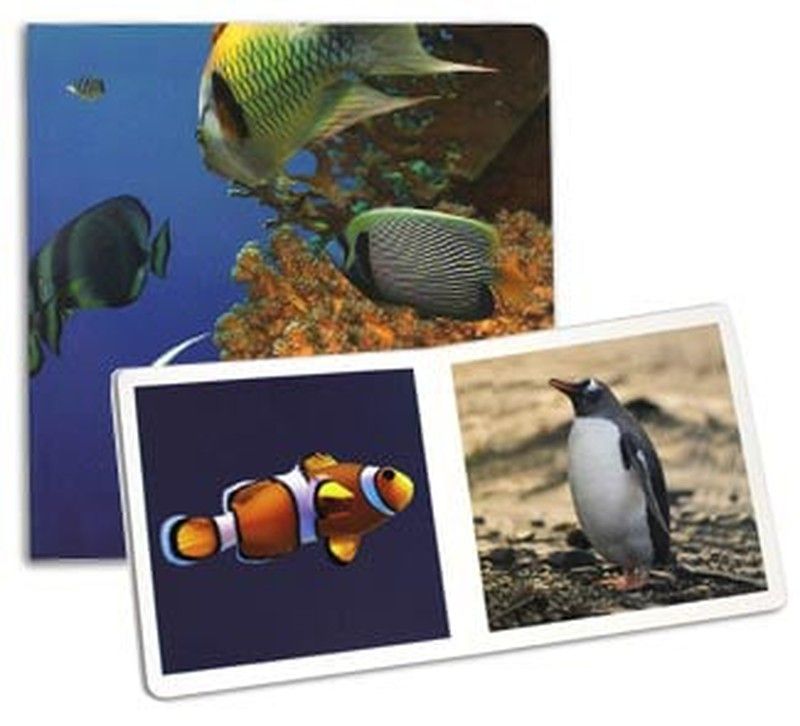 Libro animales marinos — La Tienda De La Familia