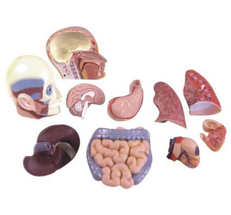 Los organos — La Tienda De La Familia